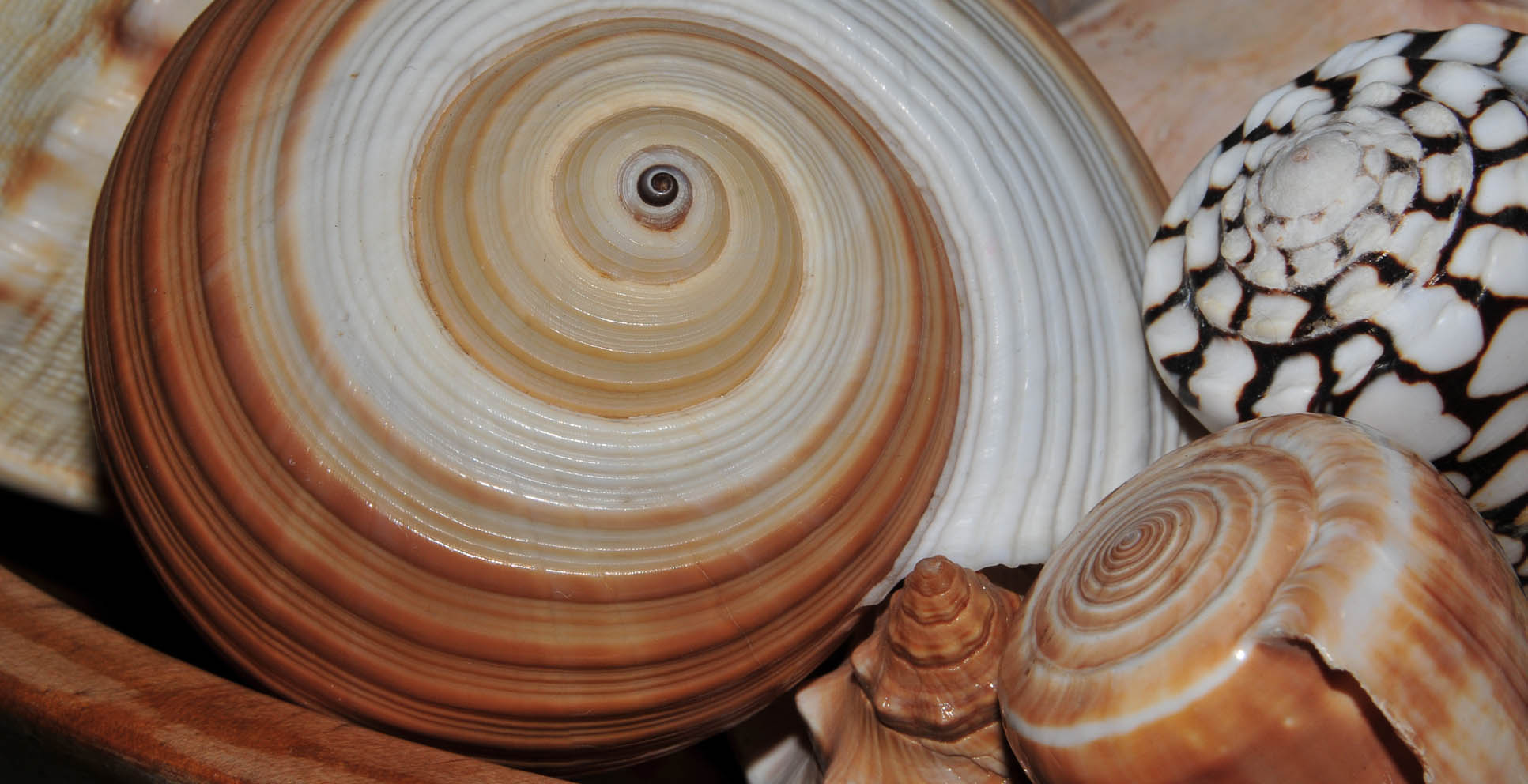 I Have a Spiral Spirit – movingforwardslowly