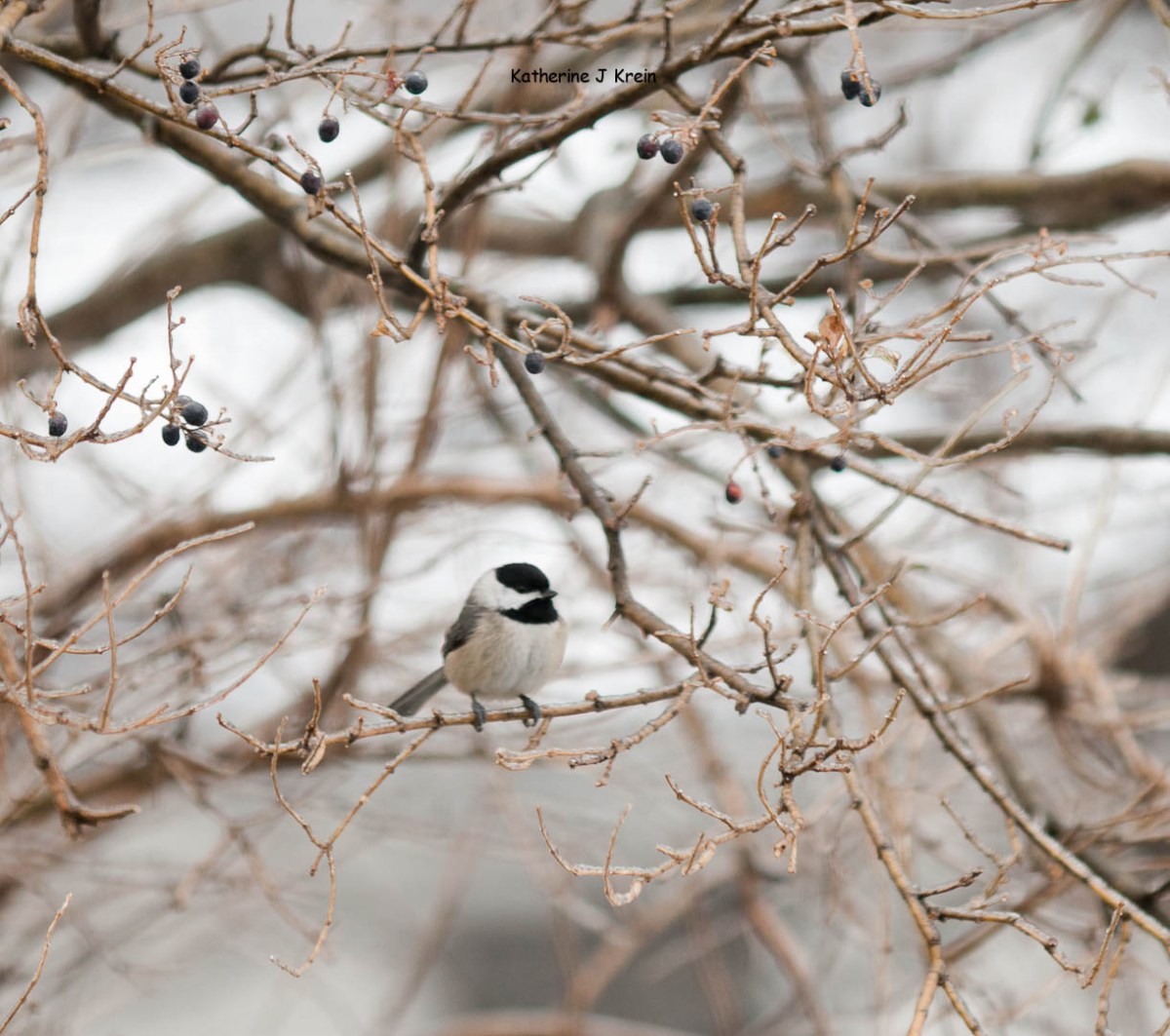 Snow Birds – movingforwardslowly